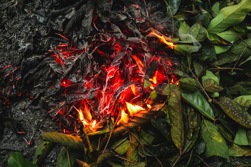 Garbage Leaves that are Still Green Burned. the Process of Burning ...
