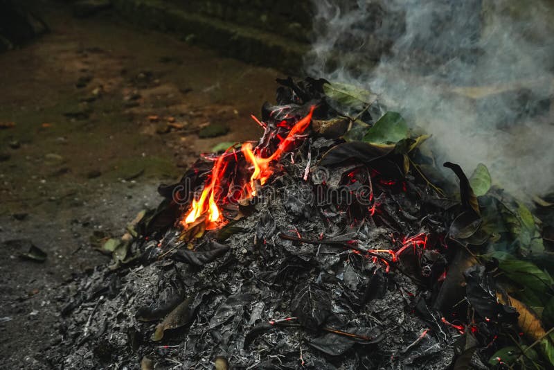 Garbage Leaves that are Still Green Burned. the Process of Burning ...