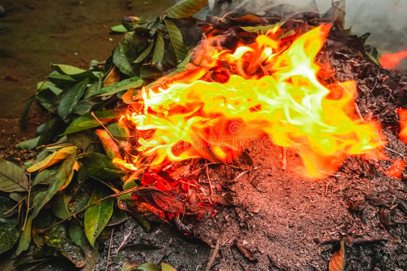 Garbage Leaves that are Still Green Burned. the Process of Burning ...