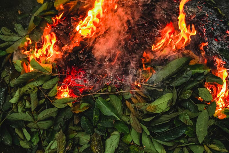 Garbage Leaves that are Still Green Burned. the Process of Burning ...