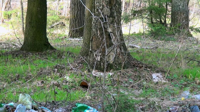 Lack of Culture, People Left Garbage in the Wood. Abuse of Environment ...
