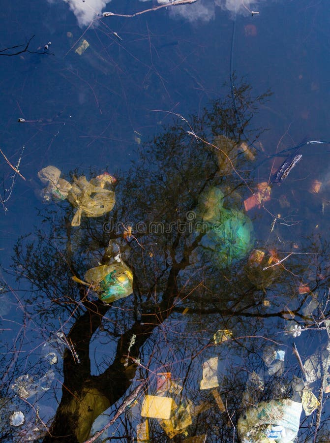Garbage and Tree Reflections in Water Stock Image - Image of ...