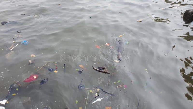Garbage in the River, Floating Garbage Causes Water Pollution. Stock ...