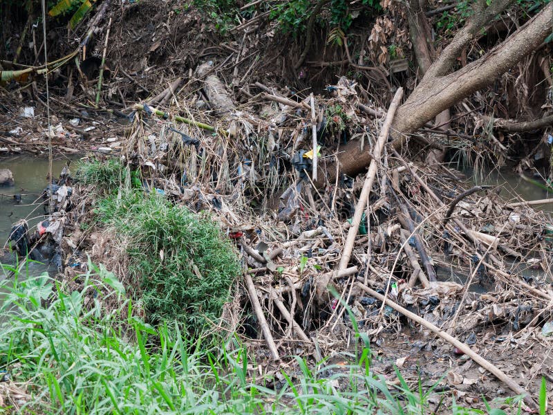Garbage is Scattered in the River, because it is Stuck in Fallen Trees ...