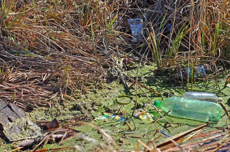 Frog in the Garbage River. Environmental Pollution Stock Photo - Image ...