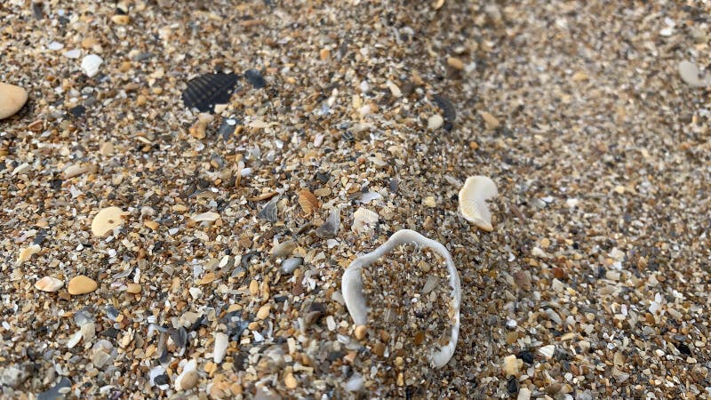 Garbage after the Surf on the Seashore Stock Image - Image of ecology ...