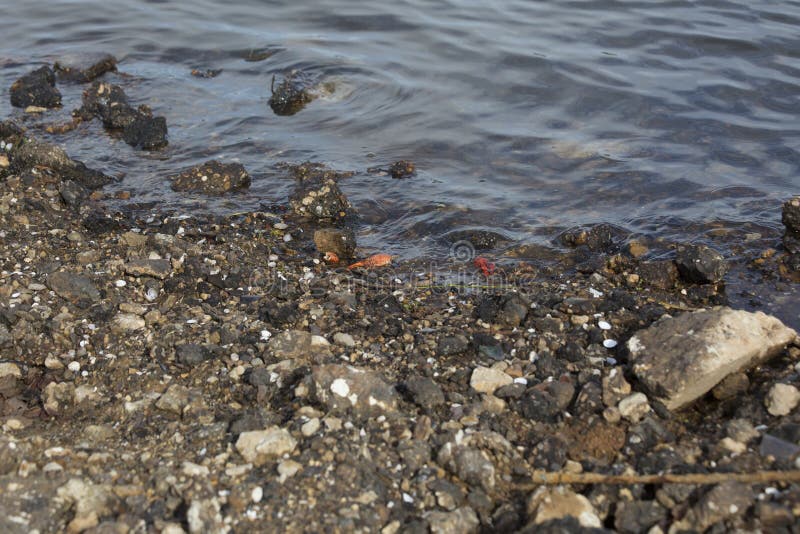 Garbage Washing on Shore stock image. Image of calm, outdoors - 86325041