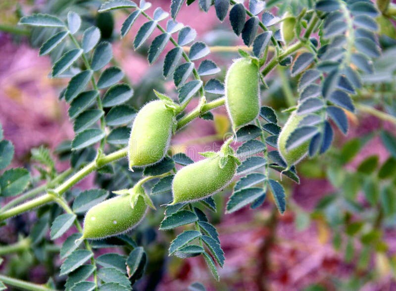 Garbanzo foto de archivo. Imagen de garbanzo, alimento - 1575154