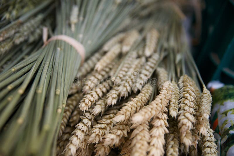 Garbe stockfoto. Bild von ernte, markt, bündel, weizen - 11069428