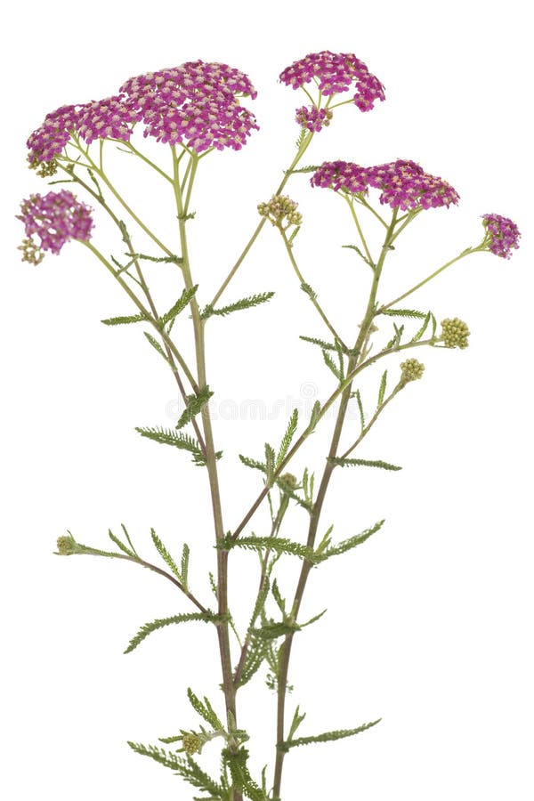 Garbe stockbild. Bild von blatt, schafgarbe, hintergrund - 23075693