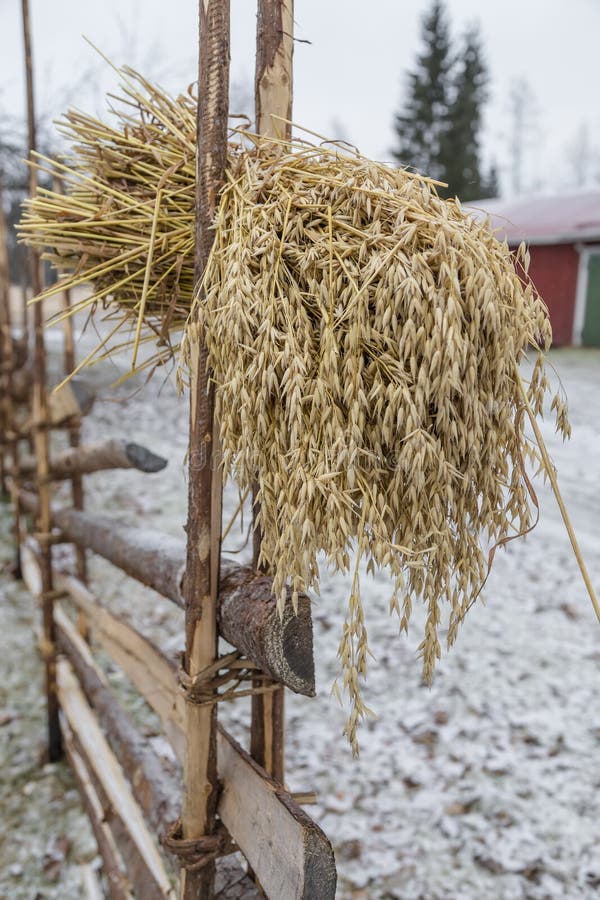 Garbe Gerste stockfoto. Bild von korn, ernte, wald, nahaufnahme - 65106684