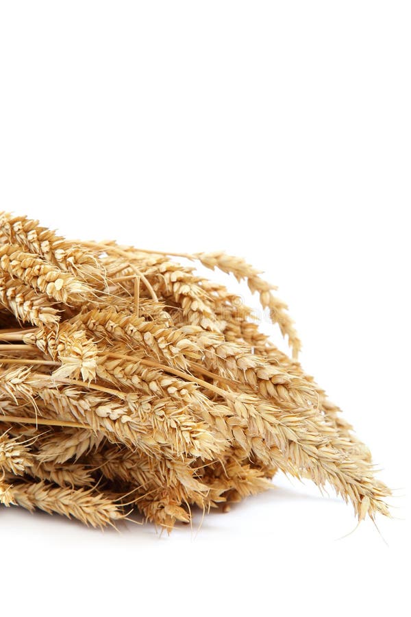 Garbe Weizenähren Auf Weißem Hintergrund Stockbild - Bild von getreide ...