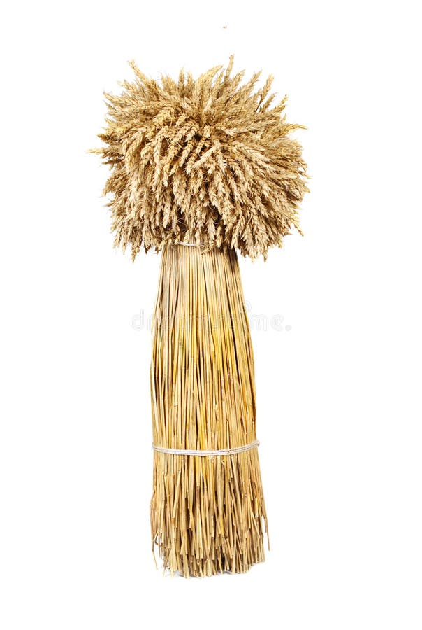 Garbe Weizen stockfoto. Bild von gesund, saatgut, anordnung - 16838488