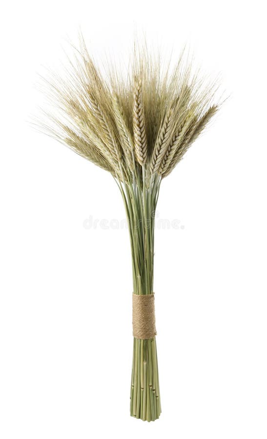 Garbe Weizen stockfoto. Bild von bauernhof, landwirtschaft - 19982204