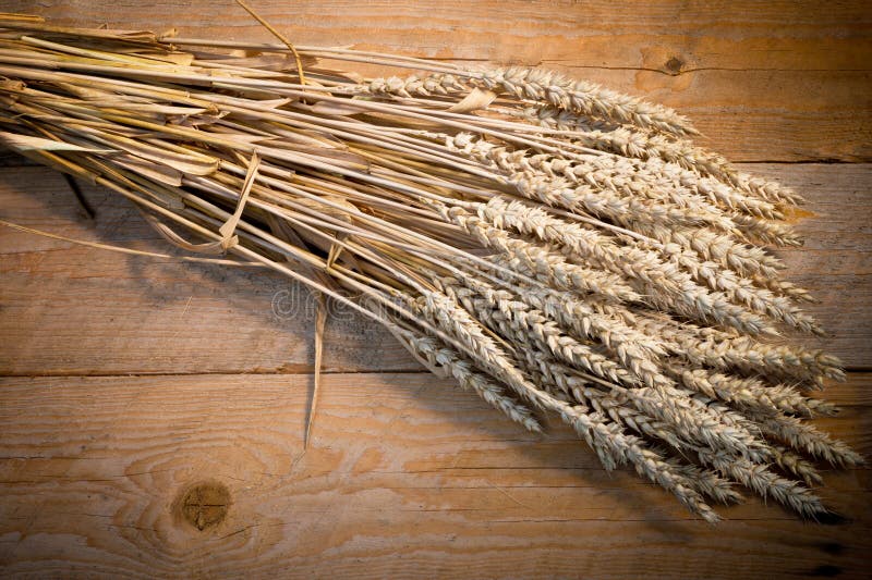 Garbe Weizen stockfoto. Bild von ernte, gold, gerste - 132838898