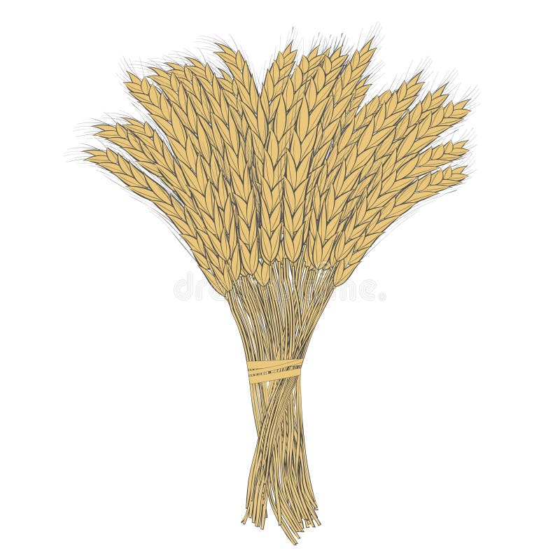 Garbe Weizen Auf Einem Weißen Hintergrund Erntesymbol Vektor Abbildung ...