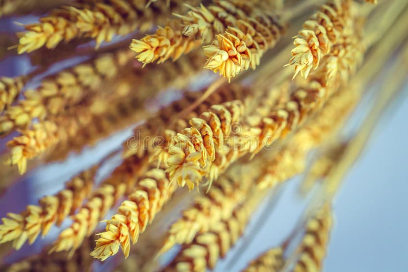 Garbe Weizenohren stockbild. Bild von ackerland, kultiviert - 64666141