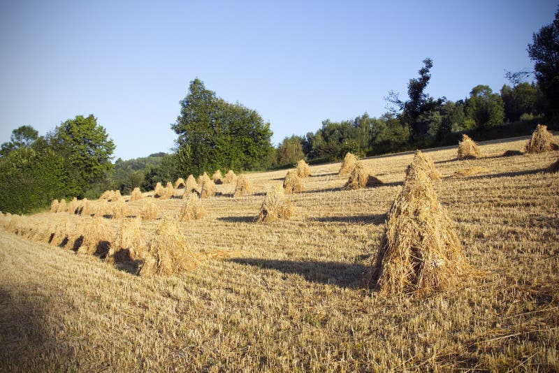 Garben Hafer auf dem Feld stockfoto. Bild von garbe, hintergrund - 74570584