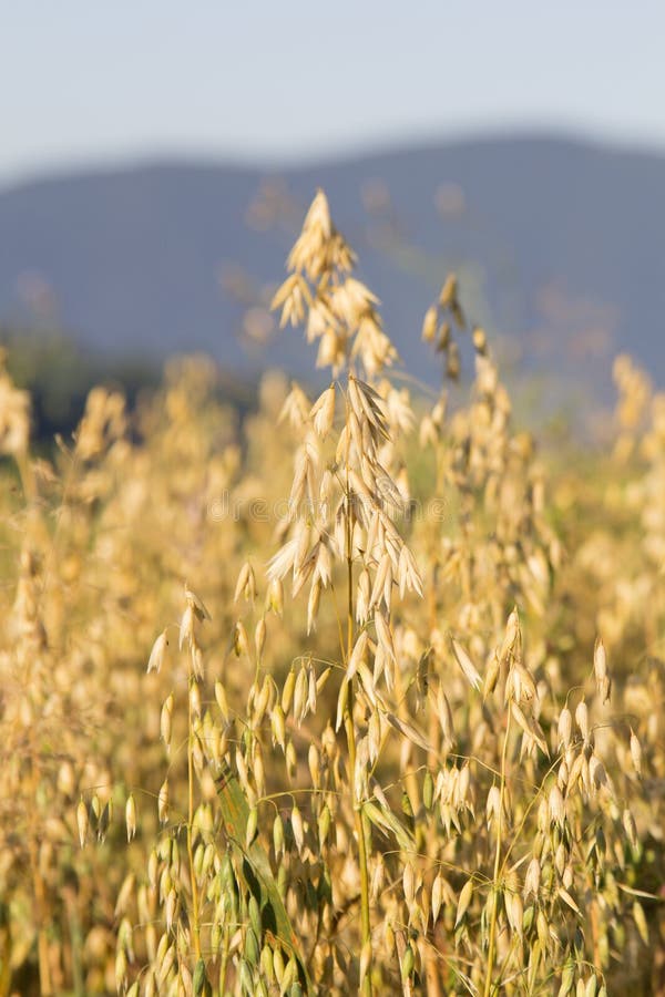 Garben Hafer auf dem Feld stockfoto. Bild von garbe, hintergrund - 74570584