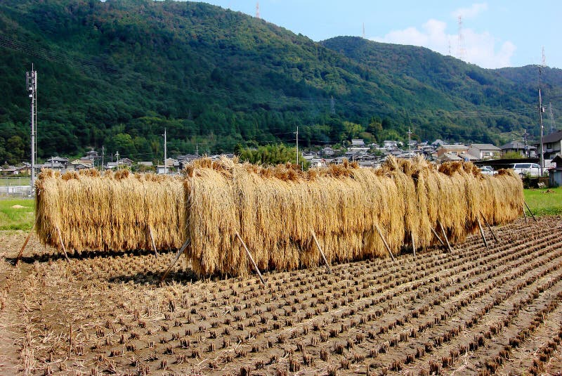 Garben Reis stockfoto. Bild von betrieb, hintergrund - 100134268