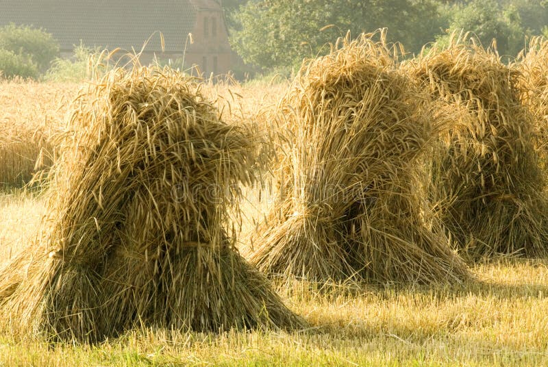 Garben Roggen stockfoto. Bild von mähen, garbe, mais, landwirtschaft ...