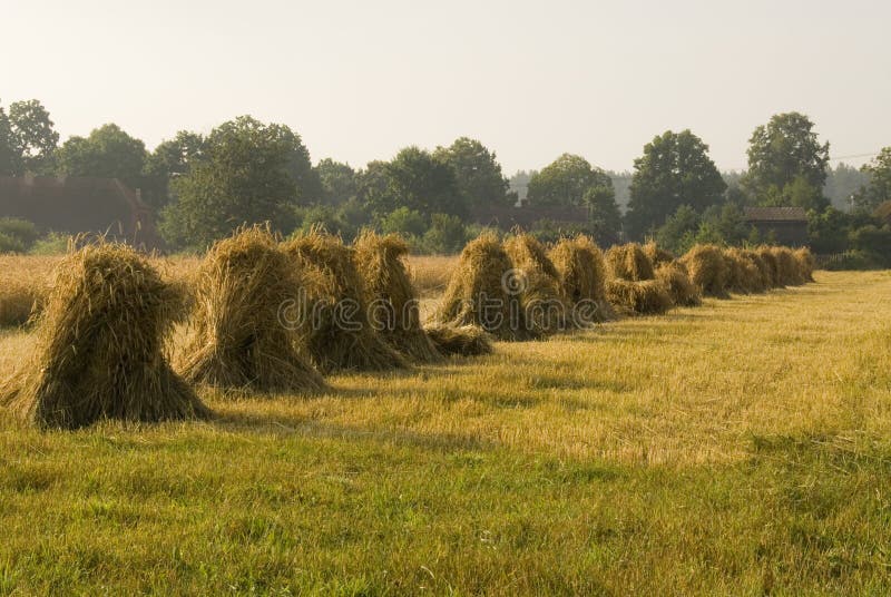 Garben Roggen stockfoto. Bild von handarbeit, thanksgiving - 5572602