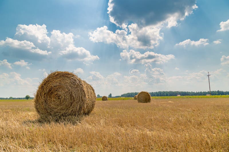 Garben Stroh, Apulien-Region Stockbild - Bild von italien, gelb: 31560397