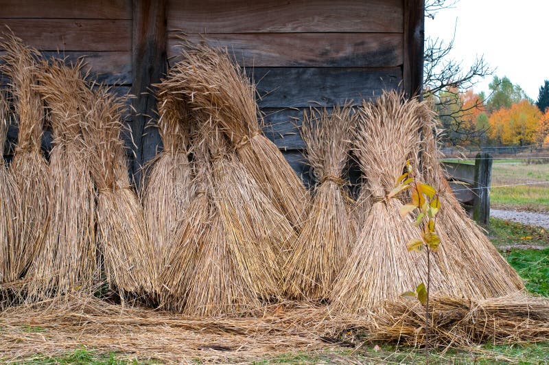 Garben Weizen stockfoto. Bild von weinlese, beschaffenheit - 16750944