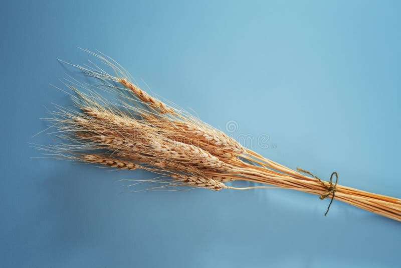 Garben Weizen stockfoto. Bild von getränk, leute, hintergrund - 26492964