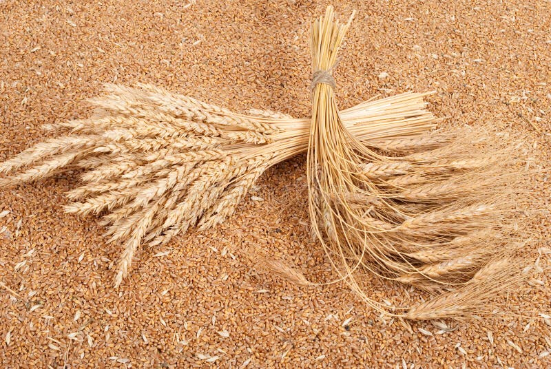Garben Weizen stockfoto. Bild von voll, landwirtschaftlich - 27060942