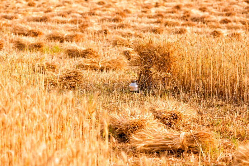 Garben Weizen stockbild. Bild von leuchte, brot, bündel - 31060457