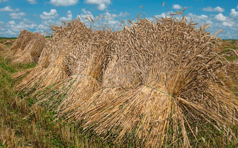 Garben Weizen stockfoto. Bild von getränk, bündel, korn - 32907094