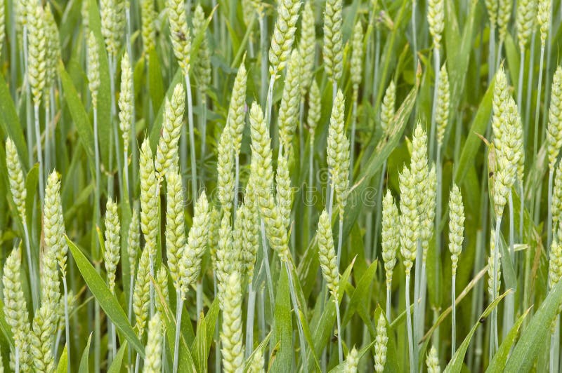 {Nummer} {Stichwort} Stock Fotos - Freie & Royalty-Free Stock Fotos von ...