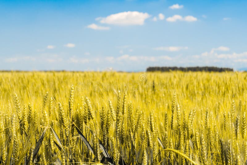Garben Weizen Auf Einem Gebiet Stockbild - Bild von verschwommen, korn ...