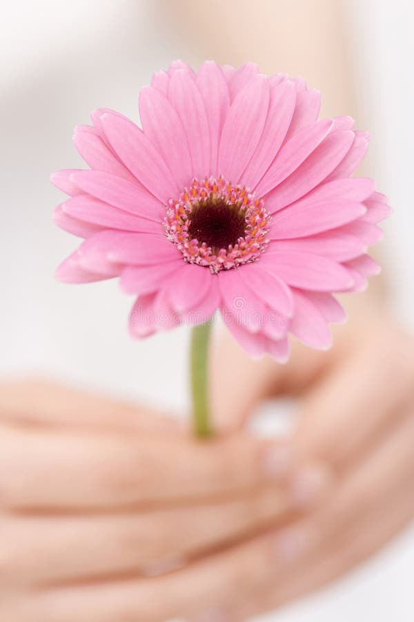 Garbera stock image. Image of models, objects, isolate - 10152781