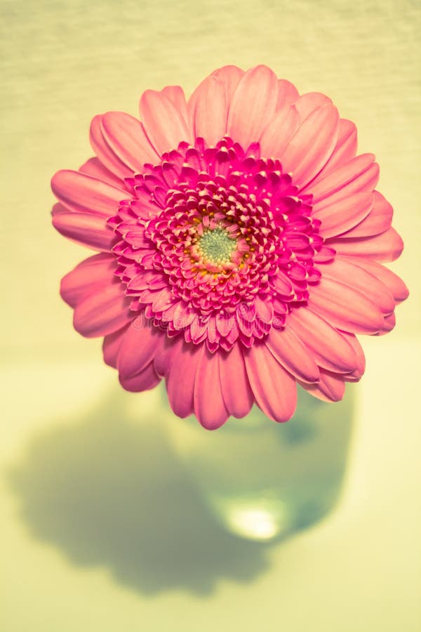 Garbera imagem de stock. Imagem de mulher, brilhante - 85245815