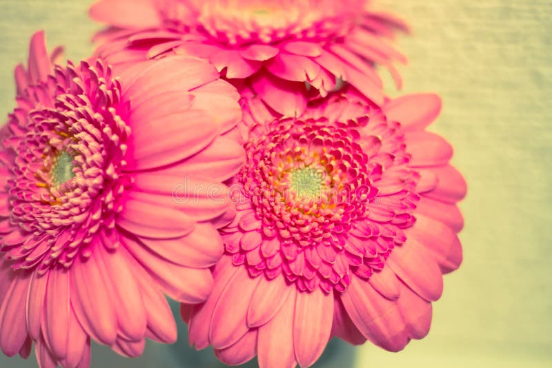 Una Flor De Garbera Roja Al Sol. Imagen de archivo - Imagen de ...