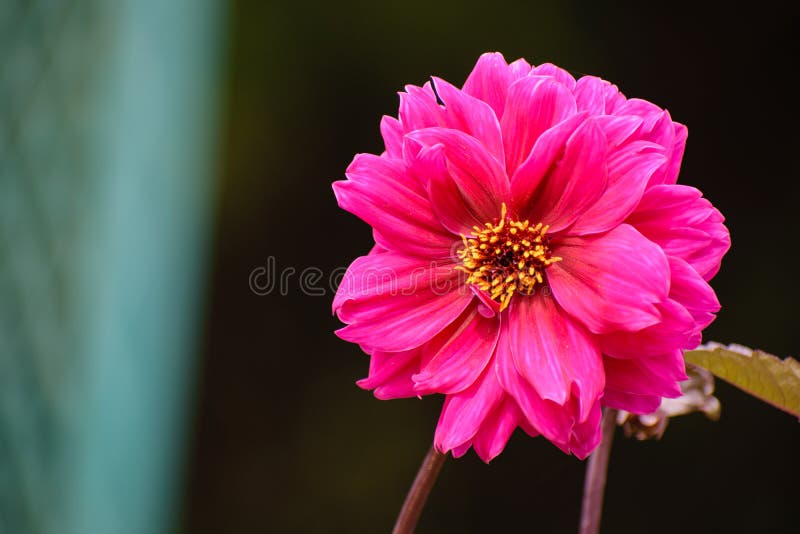 Garbera Daisy with More Petals. Pink Garbera Daisy Stock Photo - Image ...