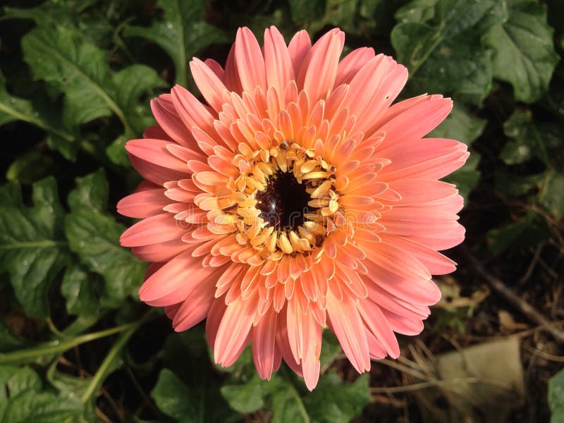 Garbera flowers stock image. Image of garbera, flowers - 261781513