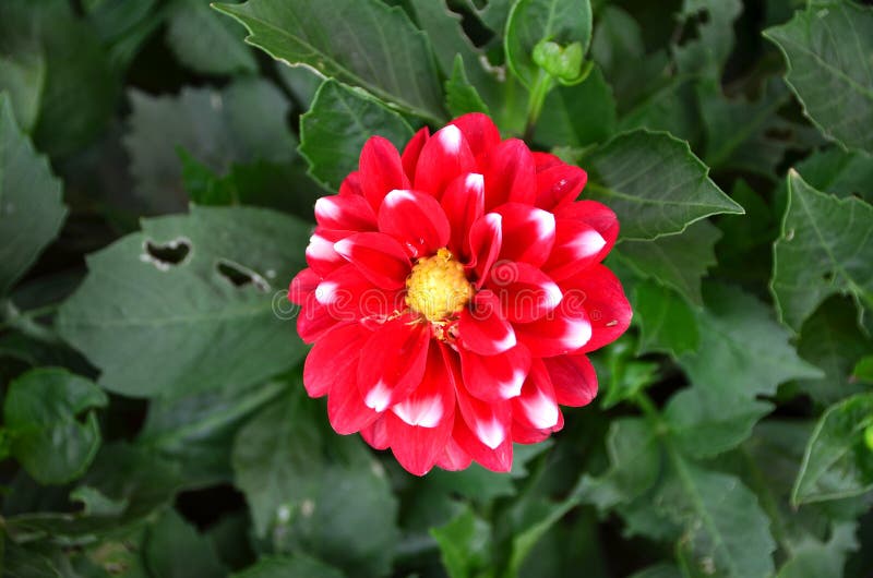 GARBERA stock photo. Image of beauty, bloom, botany, nature - 99574100