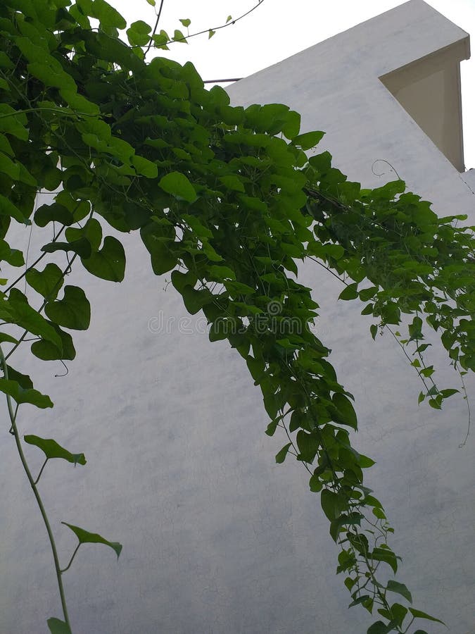 Gardan hanging tree stock photo. Image of beladi, hanging - 155478580