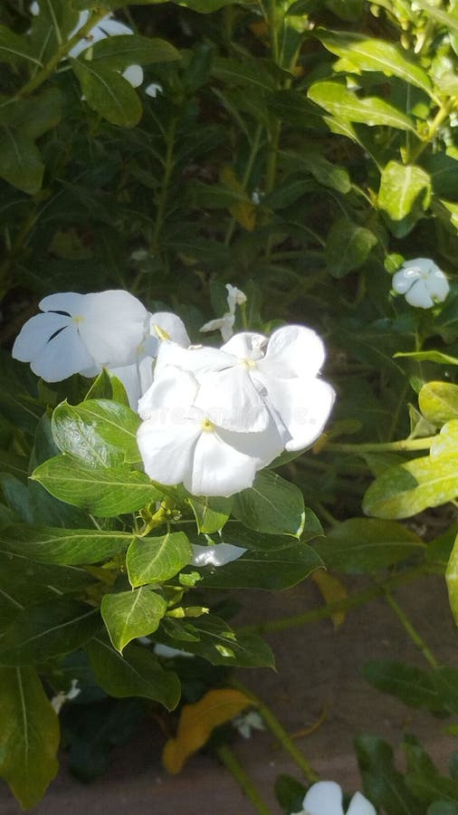 Gardan sadabahar flower stock photo. Image of beautiful - 274977288