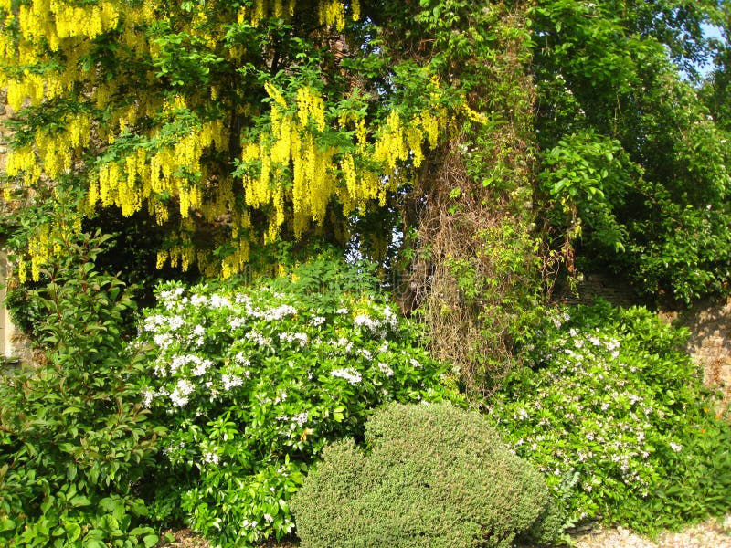 Garden stock photo. Image of trees, garden, nice, cool - 5257308