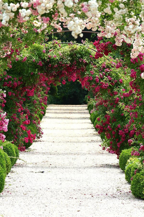 Rose Garden Landscape stock photo. Image of plant, display - 2622350