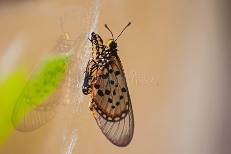 Garden Acraea Acraea Horta 9393 Stock Image - Image of beautiful ...