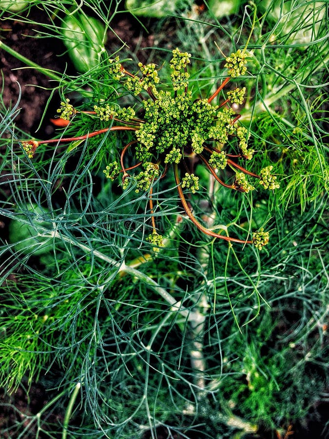 Dill plants stock photo. Image of dill, vegetables, herbs - 124602518