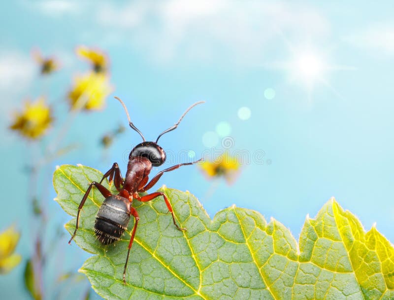 Garden Ant Catching Sun Beam Stock Photo - Image of happy, yellow: 11989376