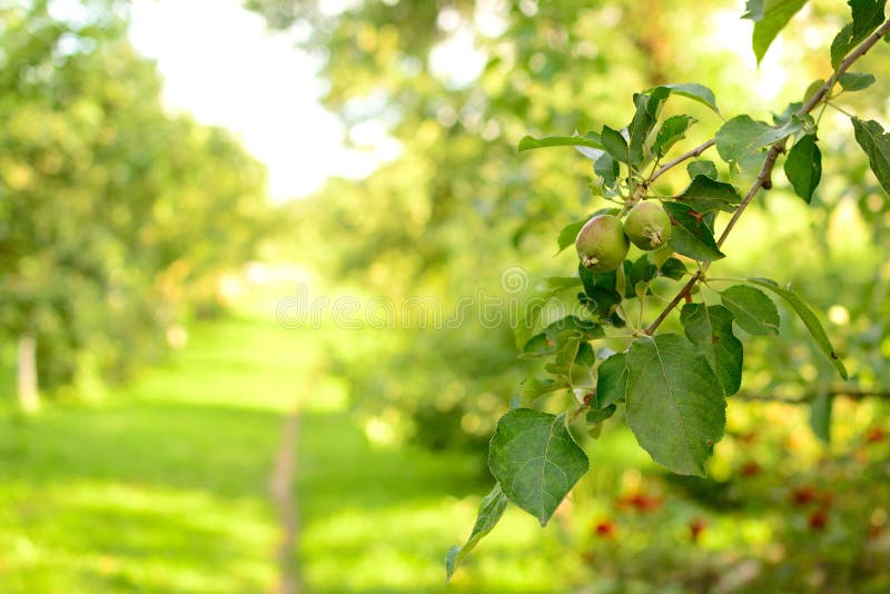 The garden stock image. Image of letters, twigs, baskets - 55979019