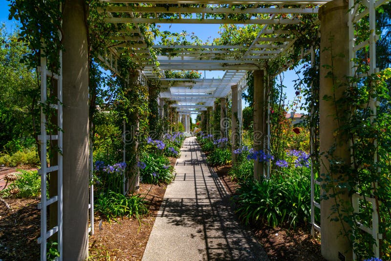 Garden Arbor stock image. Image of leaves, wisteria - 152070619