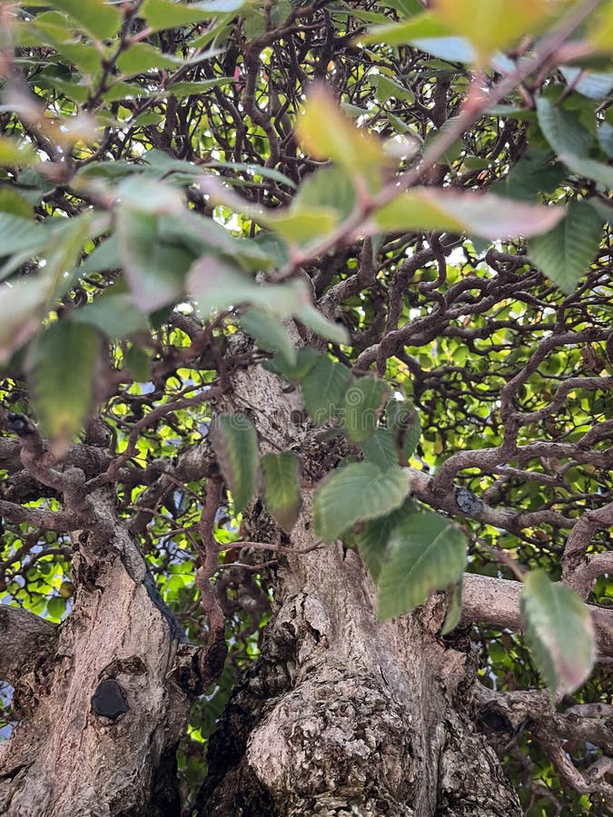 Bonsai Tree Branches Texture. Stock Photo - Image of woodland, produce ...